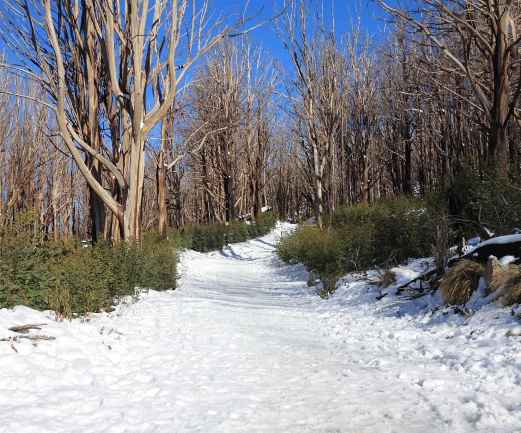 Five Tips for Cold Weather Traditional Bow Hunting