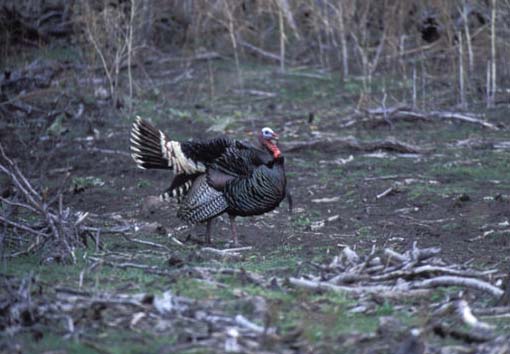 Turkey Traditional Style