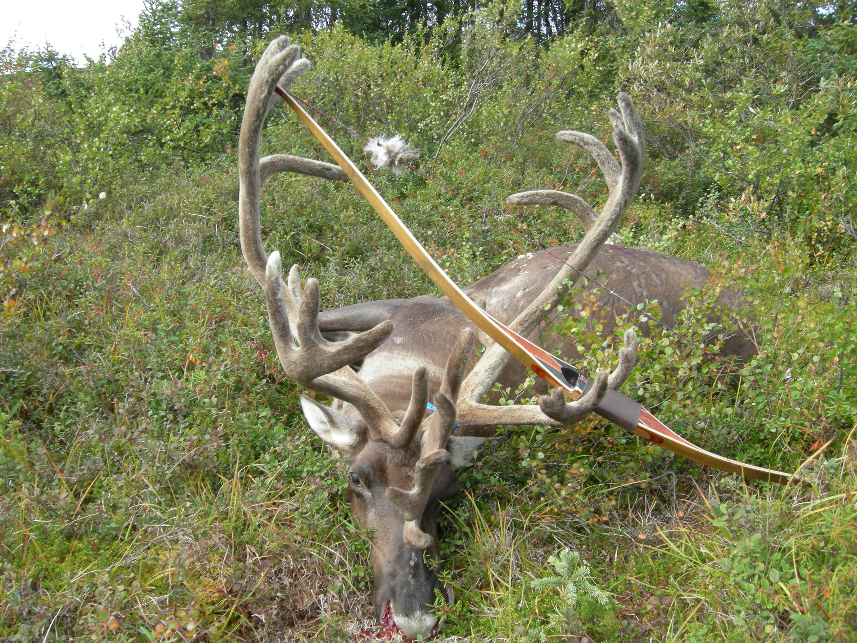2016 Alaska Caribou with Tomahawk SS Longbow