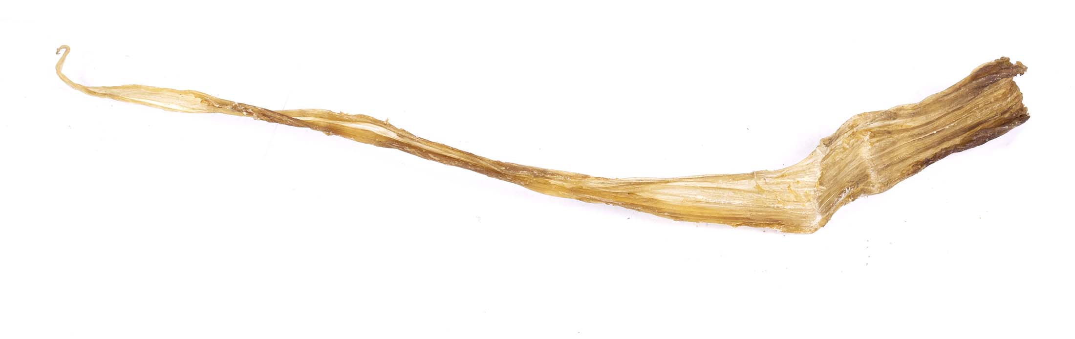 Unprocessed Water Buffalo Back Sinew Fiber
